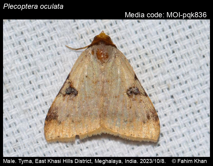 Plecoptera oculata | Moths